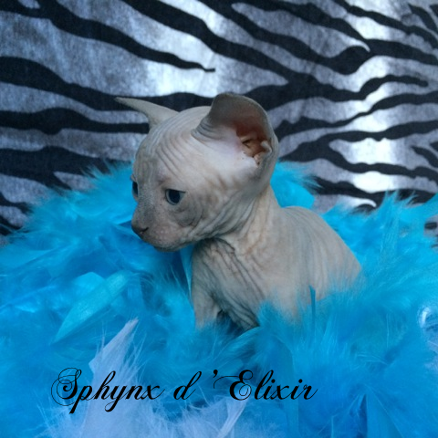 Nos précédents bébés – Chatterie des Sphynx d'Elixir