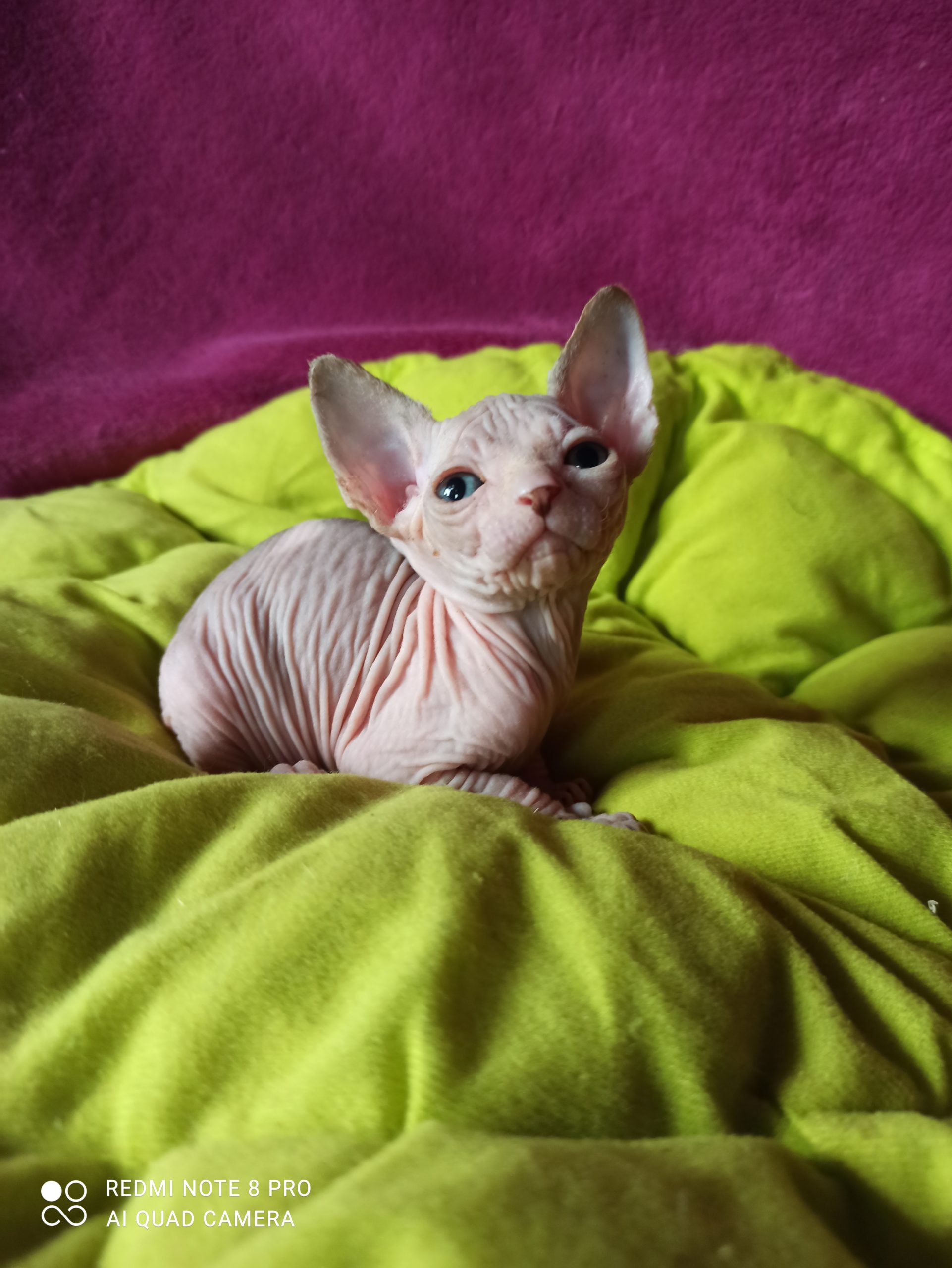 Chatons disponibles – Chatterie des Sphynx d'Elixir