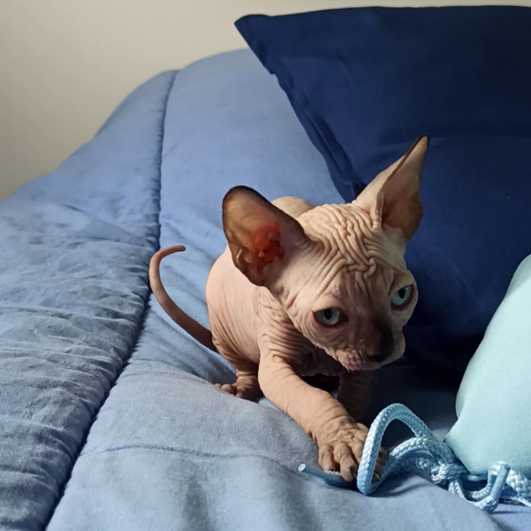 Chatons disponibles – Chatterie des Sphynx d'Elixir