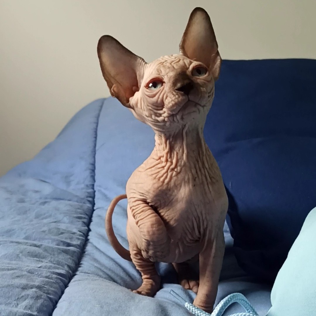 Chatons disponibles – Chatterie des Sphynx d'Elixir