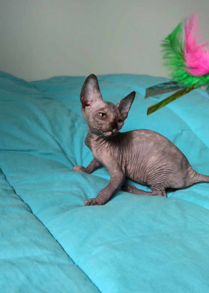 Nos précédents bébés – Chatterie des Sphynx d'Elixir