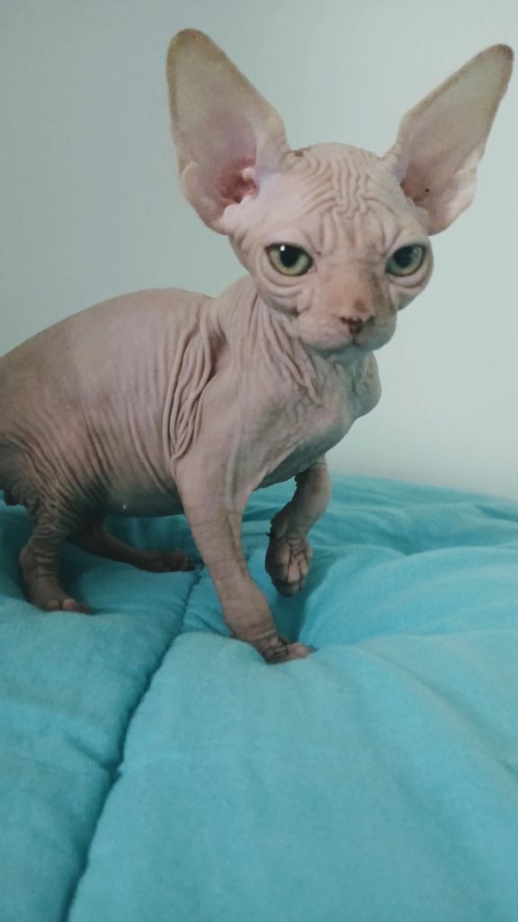 Nos précédents bébés – Chatterie des Sphynx d'Elixir