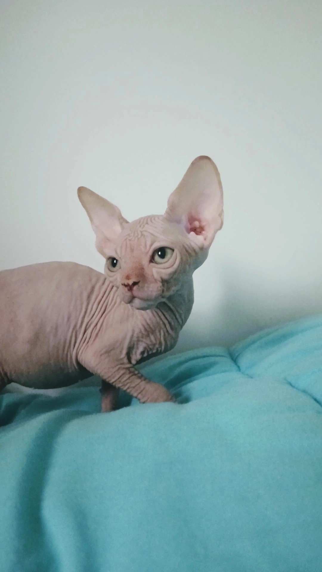 Nos précédents bébés – Chatterie des Sphynx d'Elixir