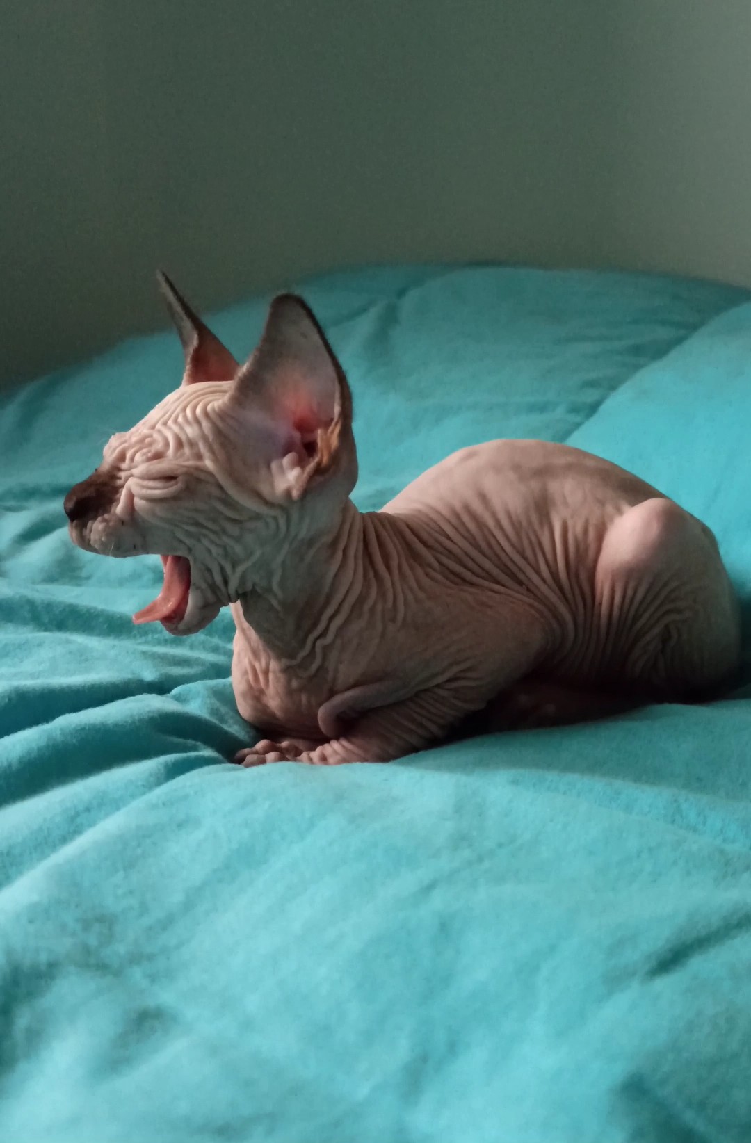 Nos précédents bébés – Chatterie des Sphynx d'Elixir