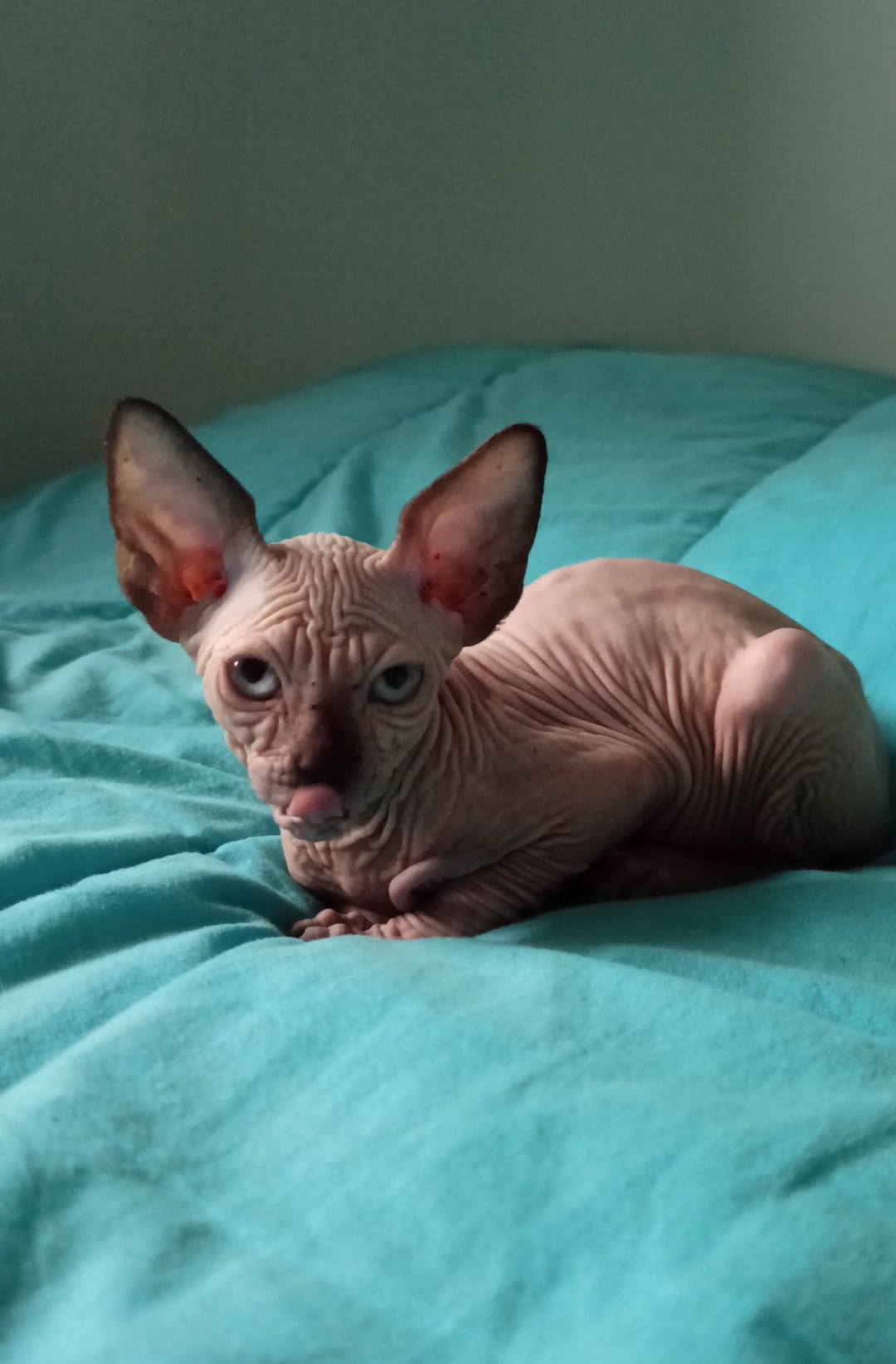 Nos précédents bébés – Chatterie des Sphynx d'Elixir