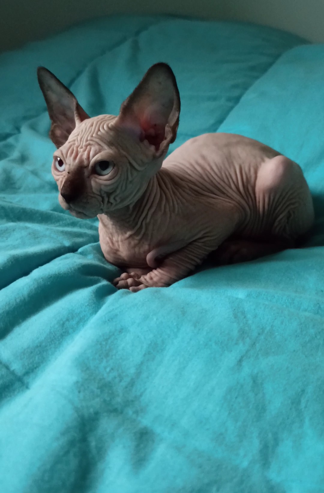 Nos précédents bébés – Chatterie des Sphynx d'Elixir