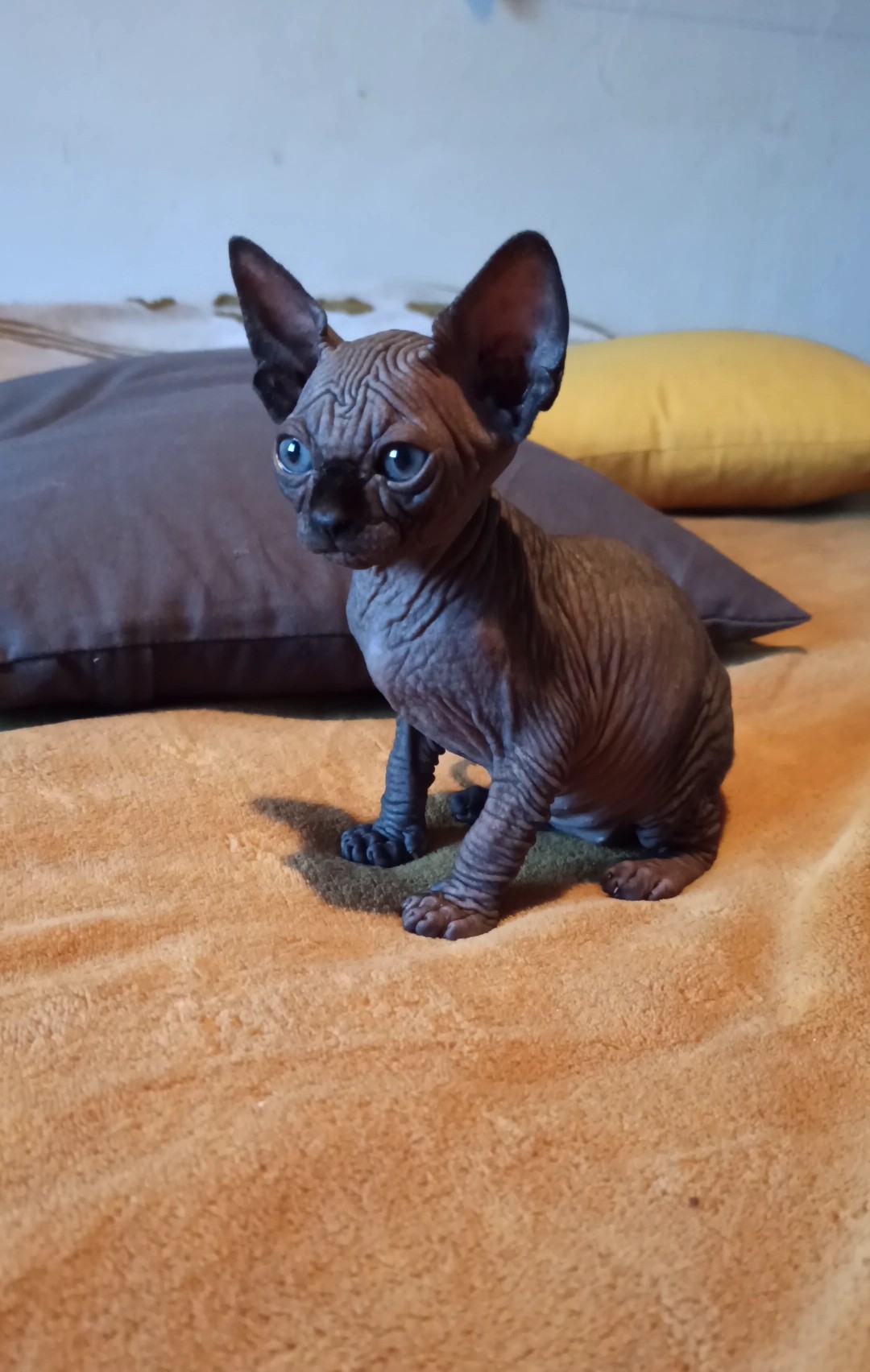 Chatons disponibles – Chatterie des Sphynx d'Elixir