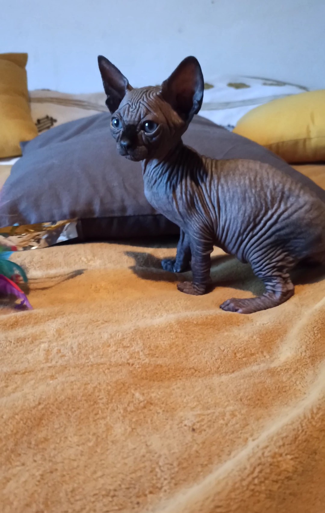 Chatons disponibles – Chatterie des Sphynx d'Elixir