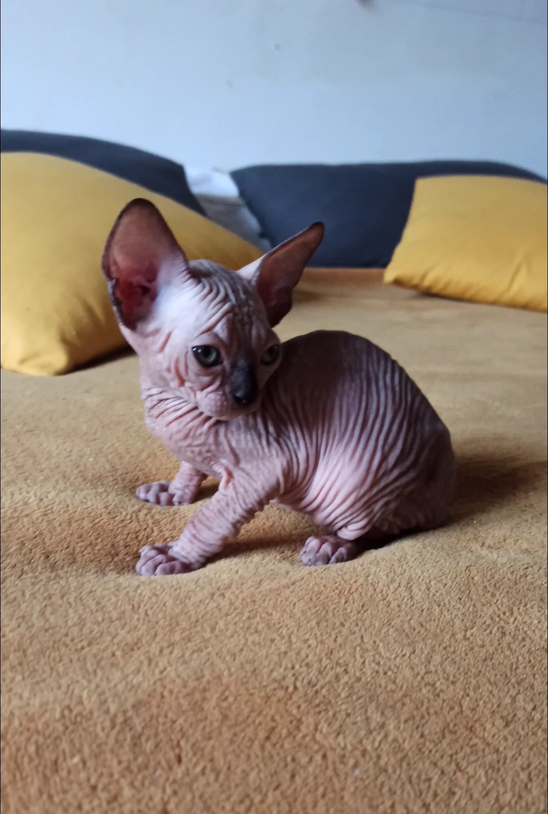 Chatons disponibles – Chatterie des Sphynx d'Elixir