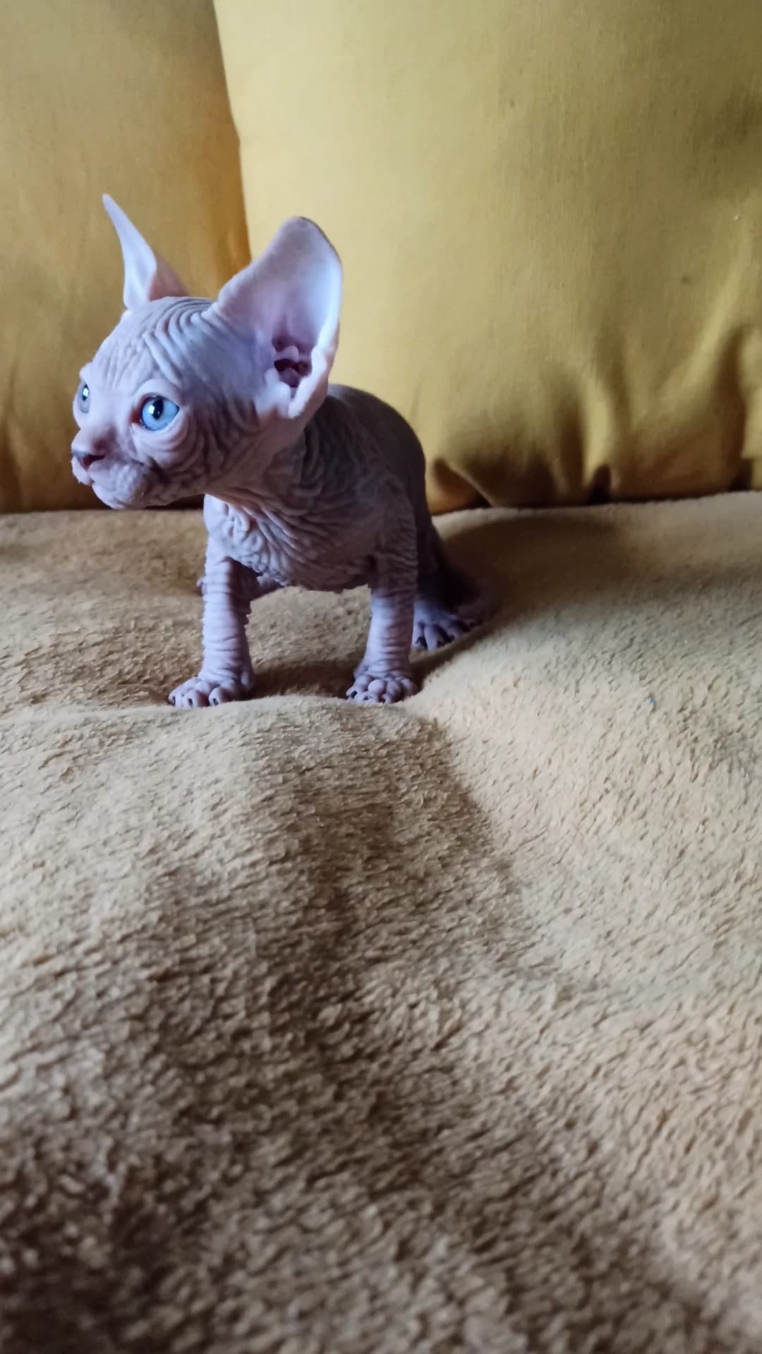 Chatons disponibles – Chatterie des Sphynx d'Elixir