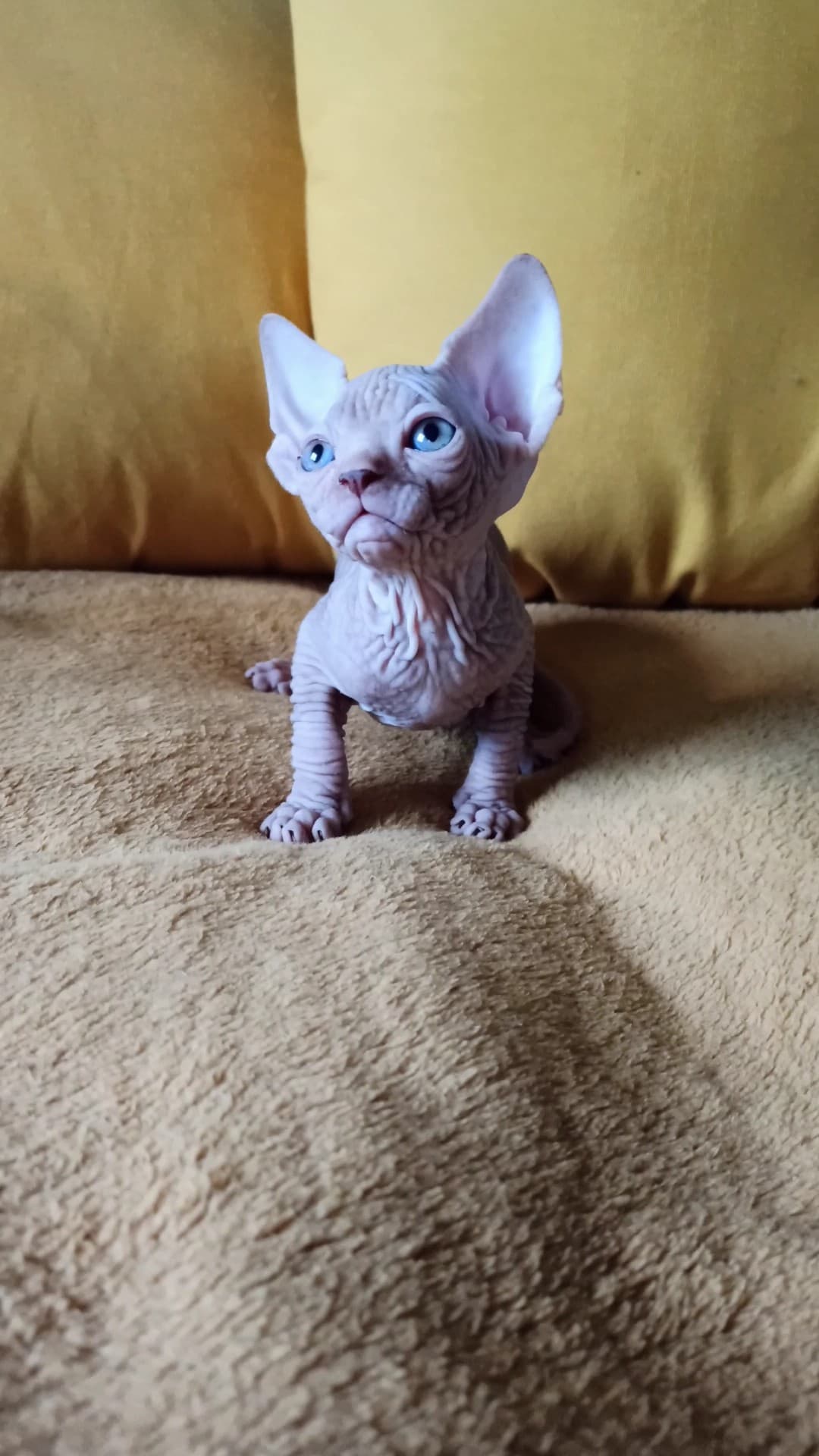 Chatons disponibles – Chatterie des Sphynx d'Elixir