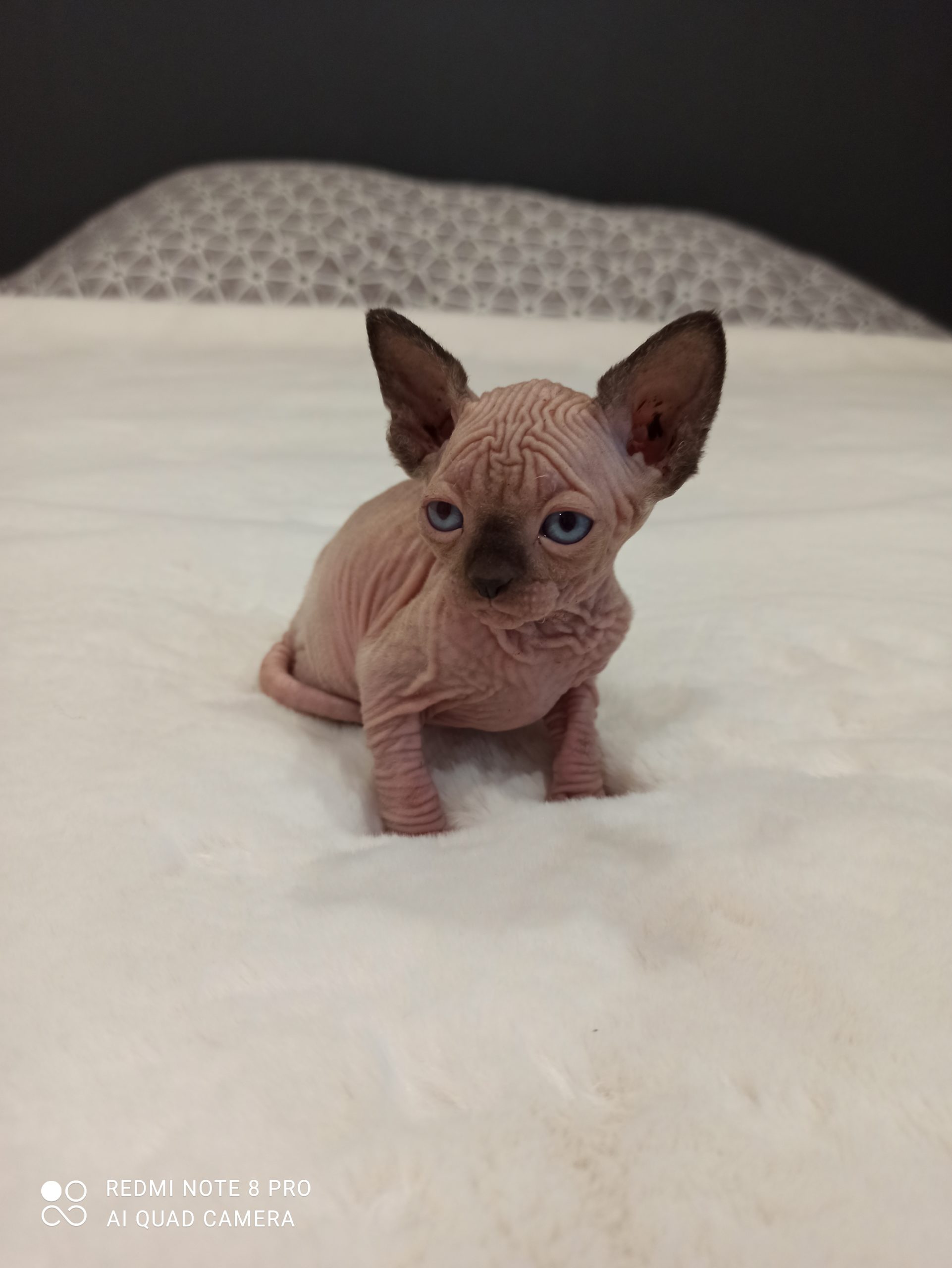 Chatons disponibles – Chatterie des Sphynx d'Elixir