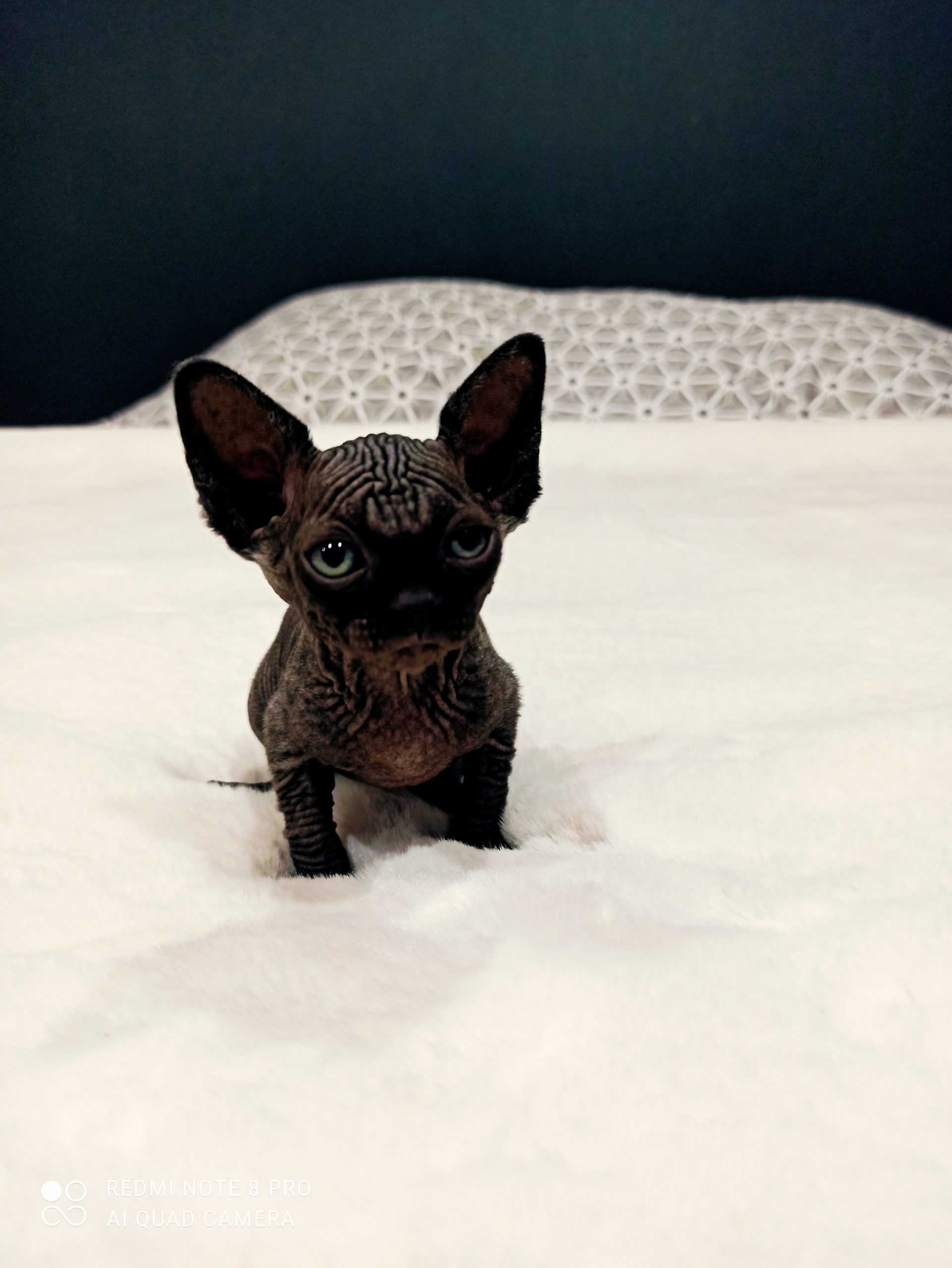Chatons disponibles – Chatterie des Sphynx d'Elixir