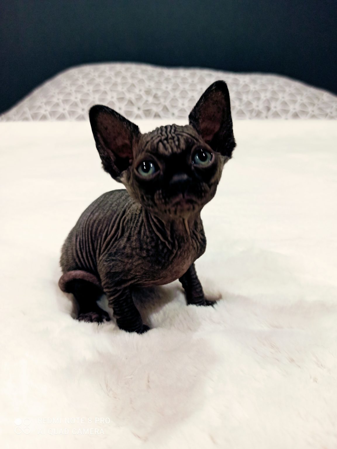 Chatons disponibles – Chatterie des Sphynx d'Elixir