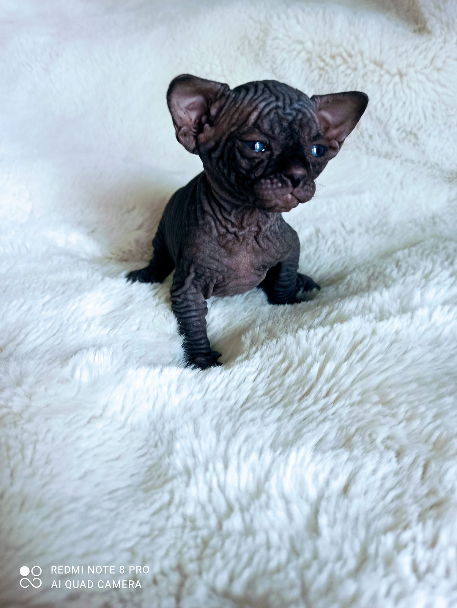 Chatons disponibles – Chatterie des Sphynx d'Elixir