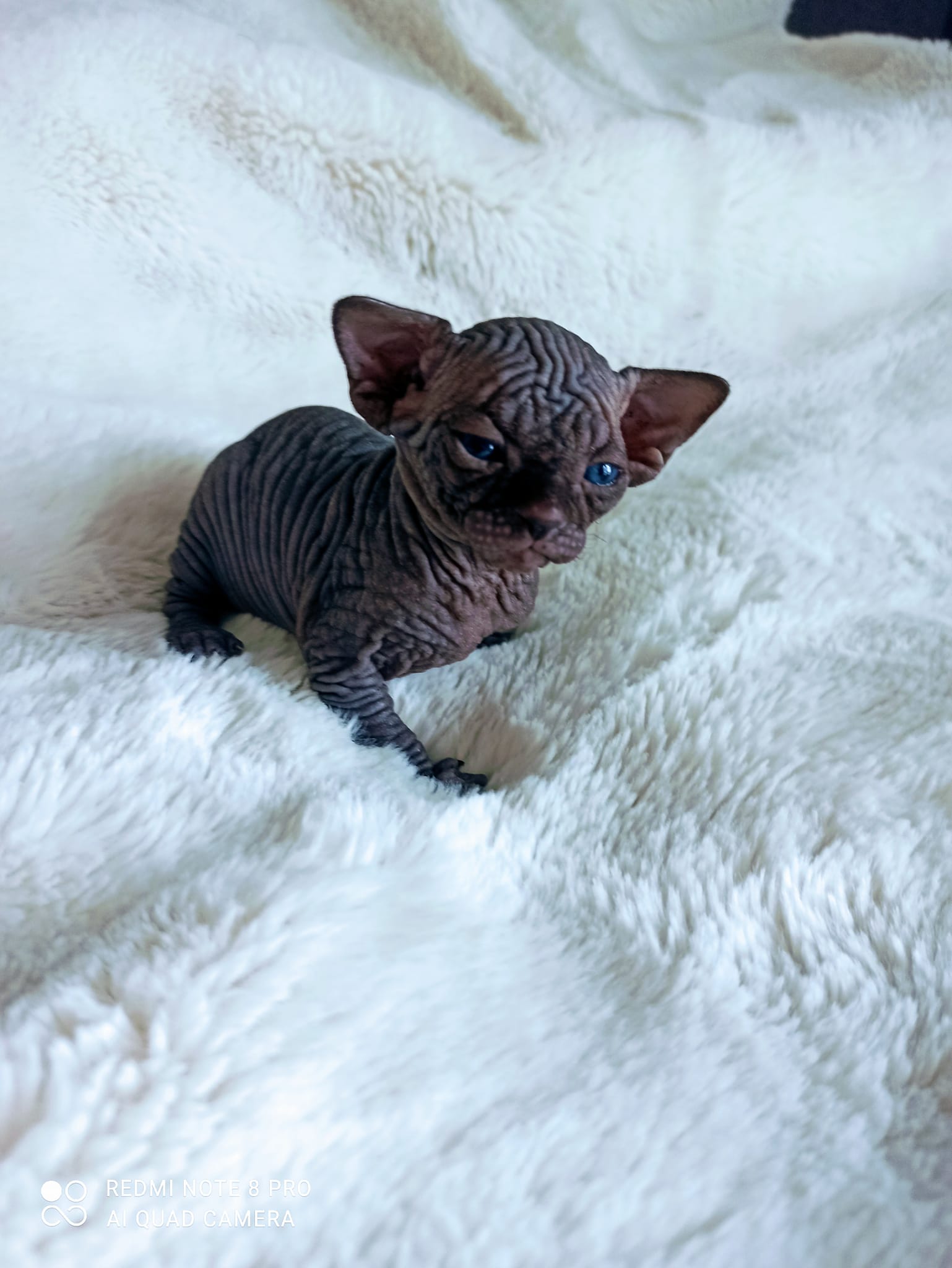 Chatons disponibles – Chatterie des Sphynx d'Elixir